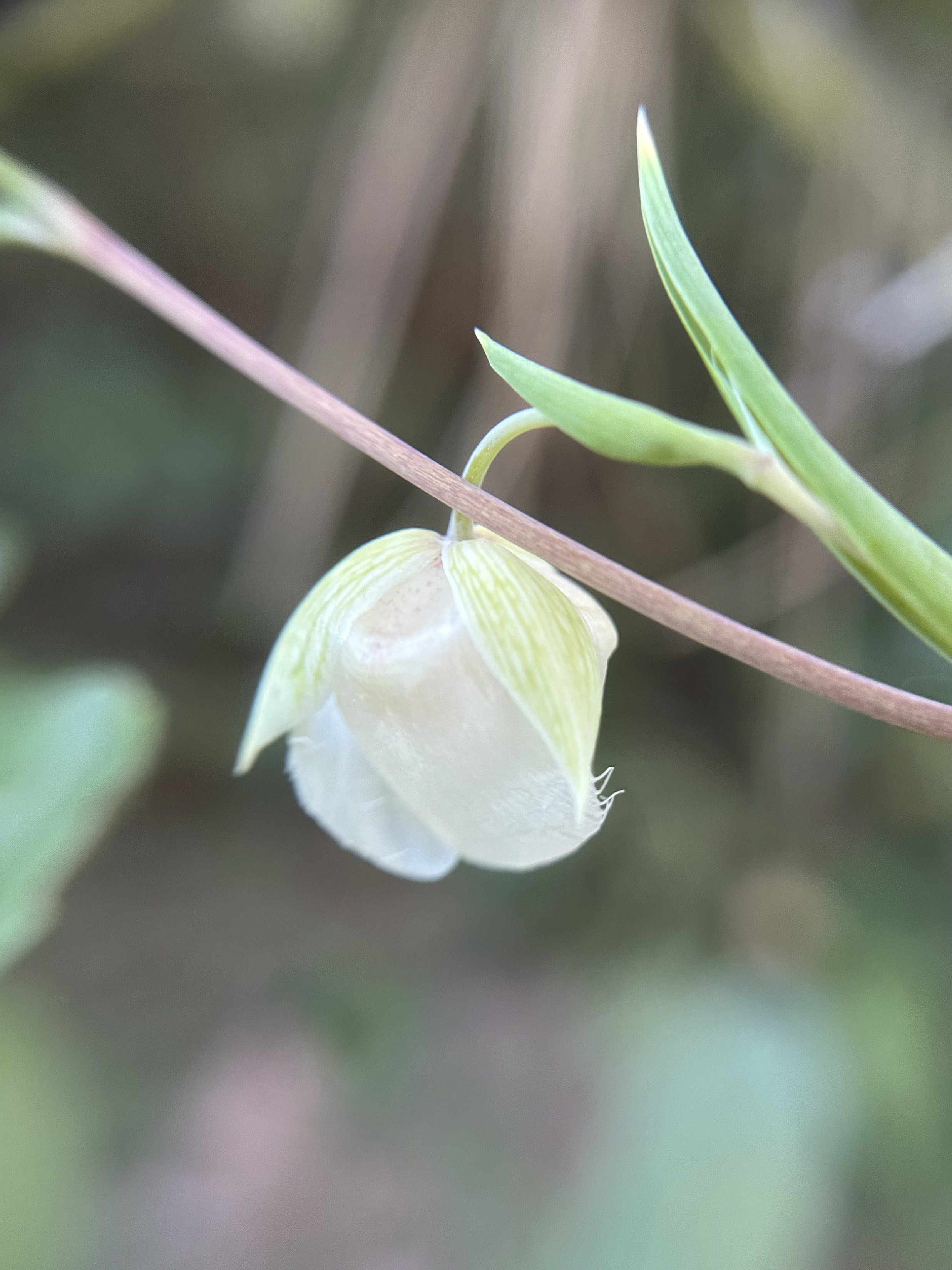 方舟子 on Twitter: "今日所见野花：洪堡百合(Humboldt's lily)、西部杜鹃(western azalea)、西部耧斗菜(western columbine)、精灵灯笼 ...