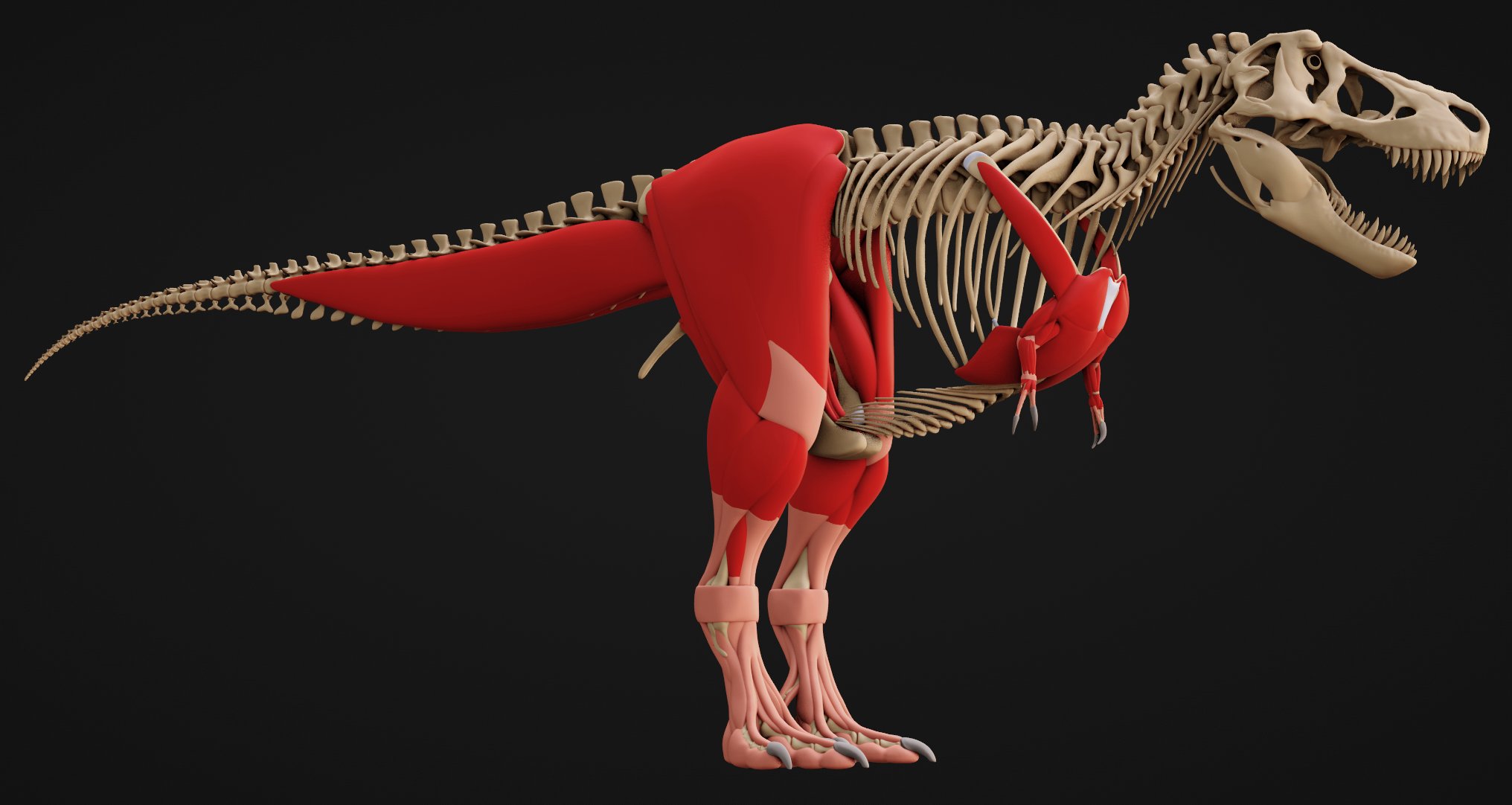 Tyrannosaurus Rex Musculature
