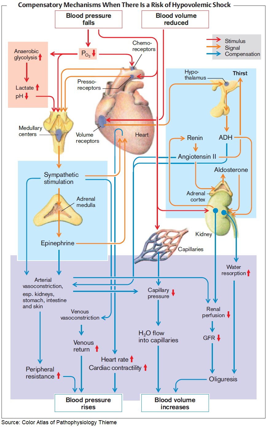 Hypovolemic Shock Pathophysiology