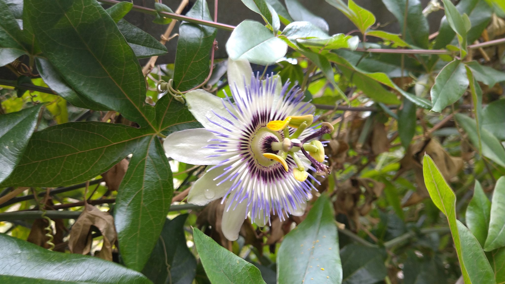 溝ノ口の山オヤジ on Twitter: "#StopWar #ウクライナ #平和 #祈り #川崎 #高津 #自然の営み #たちばなの散歩道 おはようございます。 今朝もウクライナの平和と ...