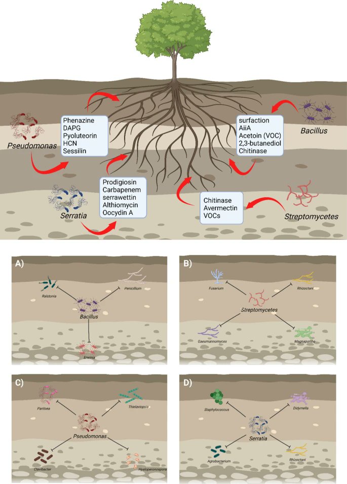 Akos T. Kovacs on Twitter: "Exploiting Bacterial Genera as Biocontrol Agents: Mechanisms ...