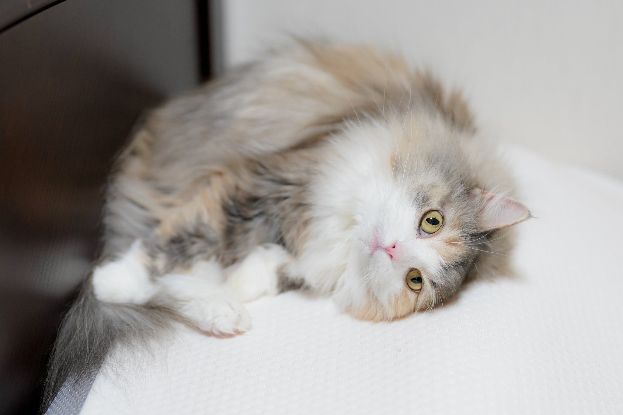 ゆうき on Twitter: "RT @silky0702: 添い寝待ち https://t.co/lMBbO2ScVV" / Twitter