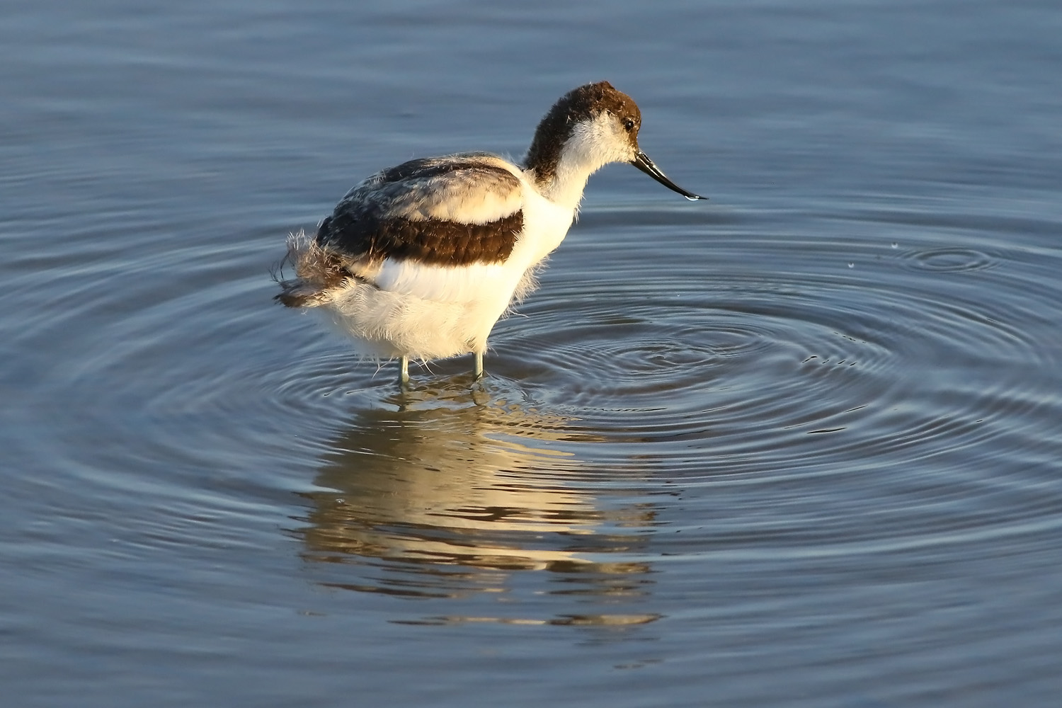 Feathers on Twitter: "Cute baby Avocet taken yesterday evening @ryeharbour_NR @SussexWildlife ...