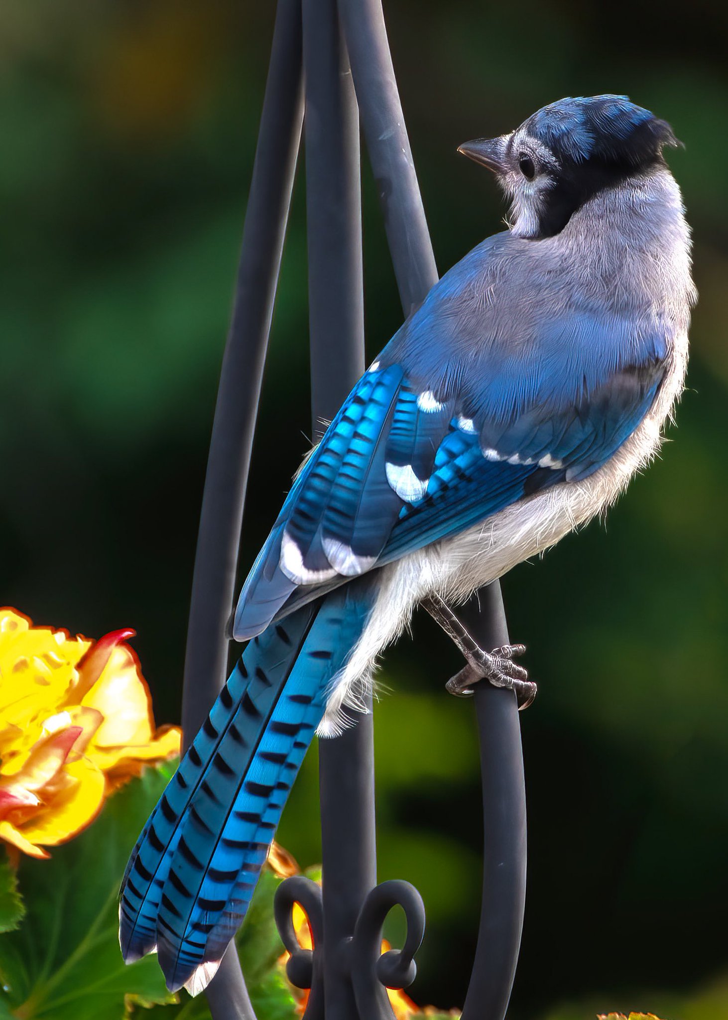 Marc Lachance on Twitter: "Beautiful Blue Jay, showing its back feathers…#birdwatching # ...