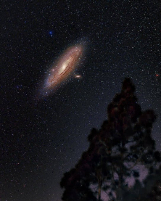 science issues on Twitter: "Magnificent shot of the Andromeda-Galaxy (M31) over pine trees ...