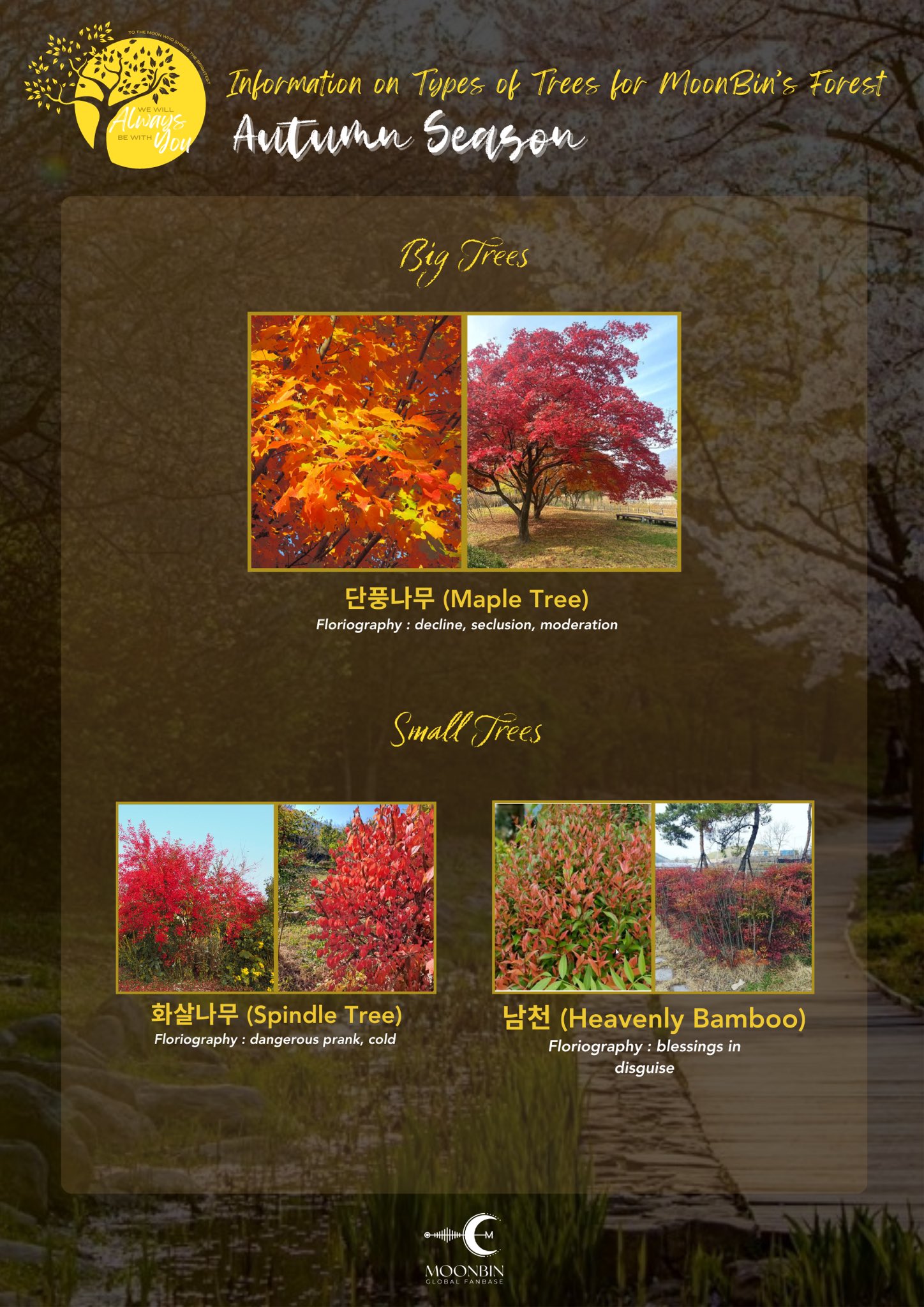 Types Of Trees With Pictures And Information