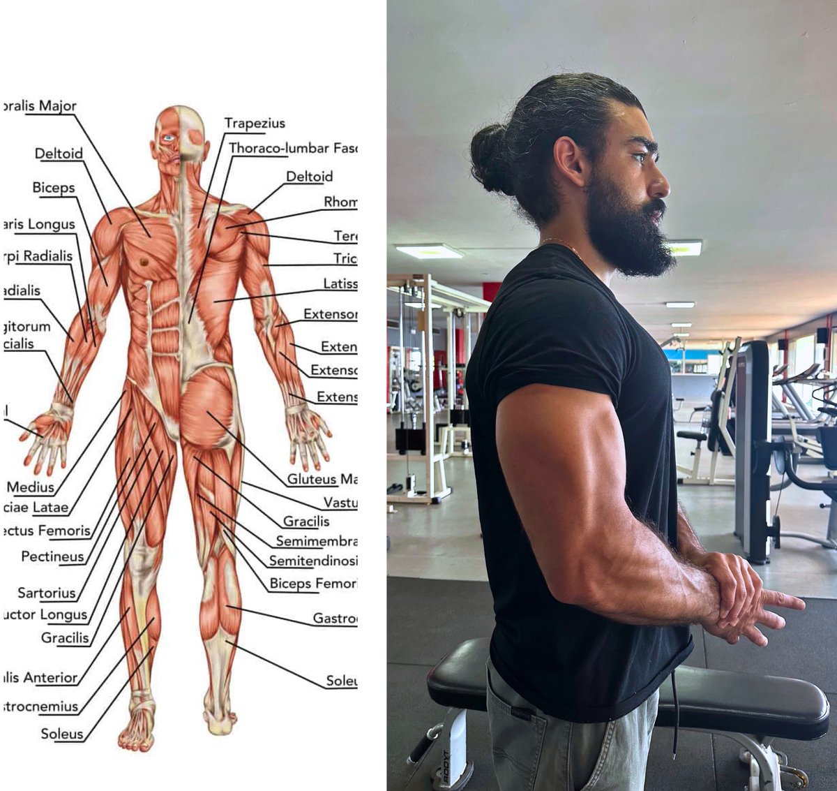 UPPER-BODY HYPERTROPHY Here’s my list of the top exercises for the ...