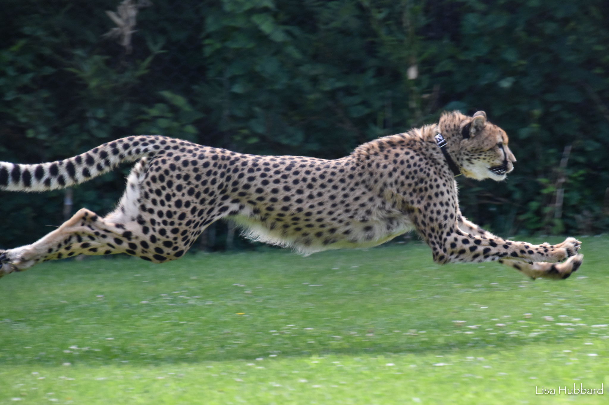 Cheetah Running Side View