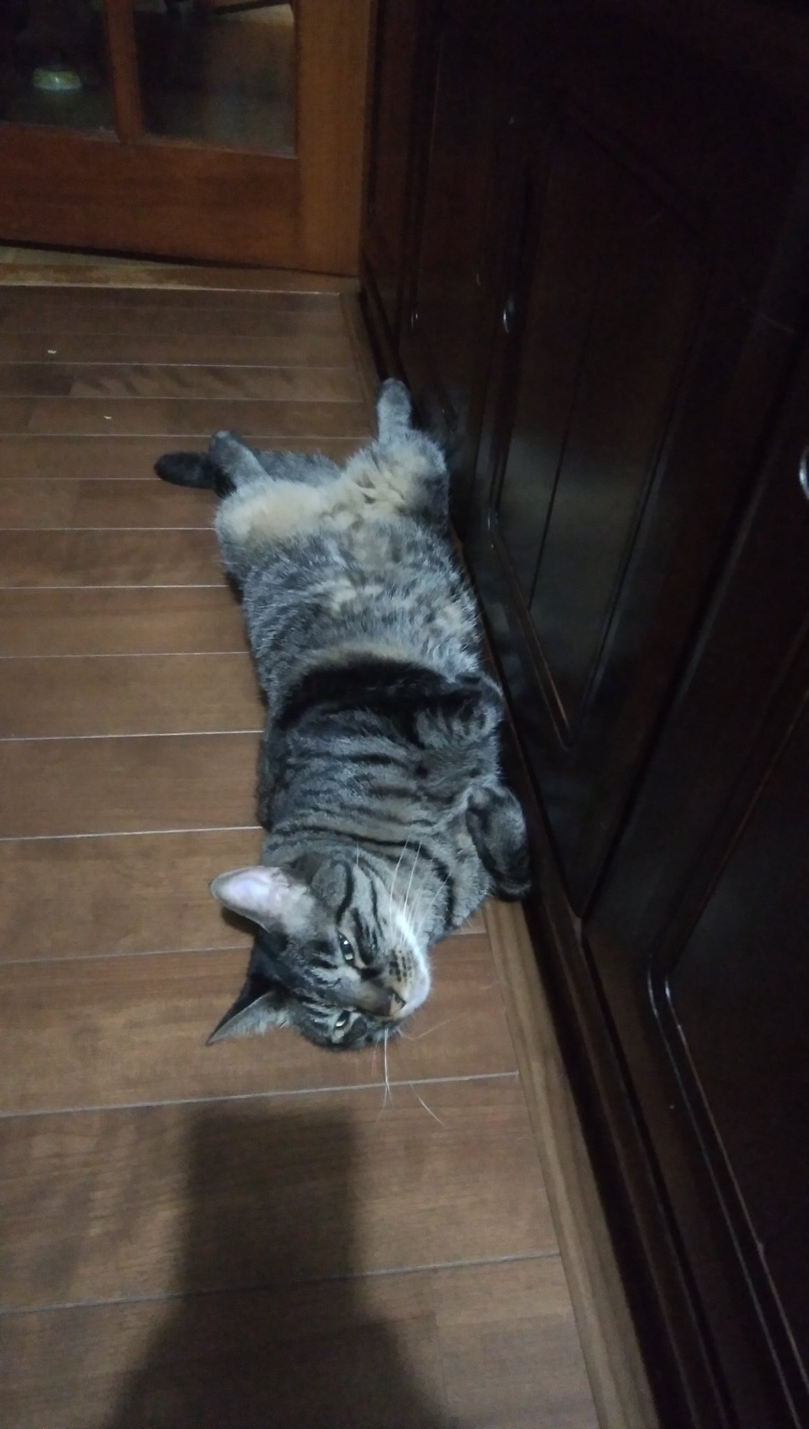 HIROKI🎴0w0)ﾉ🌸🌻 on Twitter: "#猫 #cat ゴロゴロ中。 Relax time. https://t.co ...