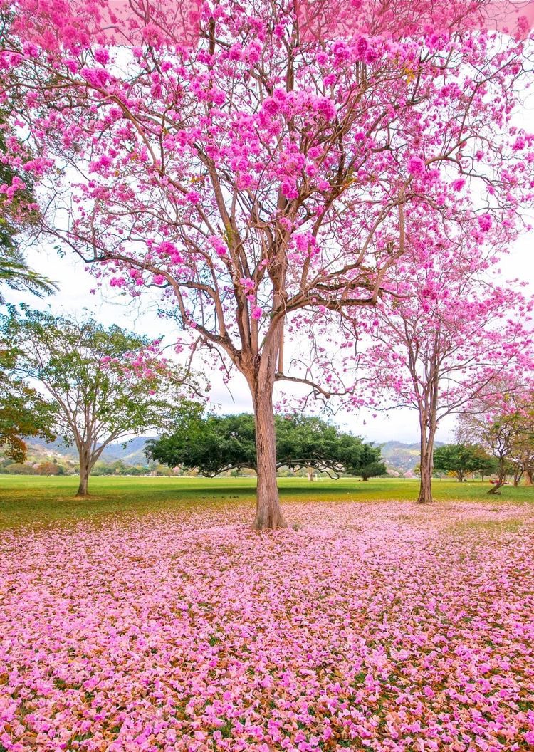 h e l e n a ☃️🌸 on Twitter: "Beautiful https://t.co/HtxlQzdQ6X" / Twitter