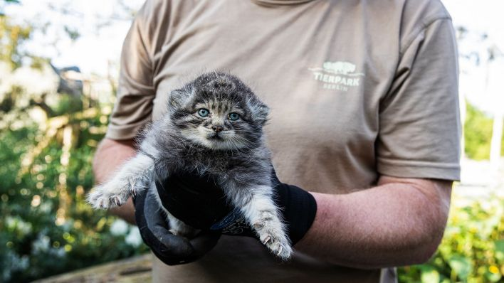 Pallas Gem💎 on Twitter: "manul in Germany https://t.co/6ur33Eq527" / Twitter