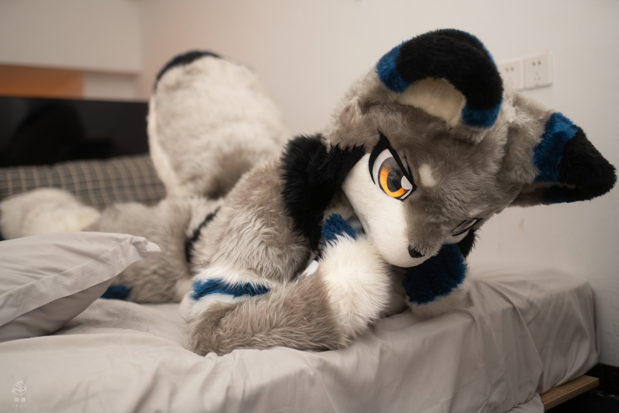 黑哲 on Twitter: "#FursuitFriday 静静的等你 https://t.co/Ln1o7DiAOe" / Twitter