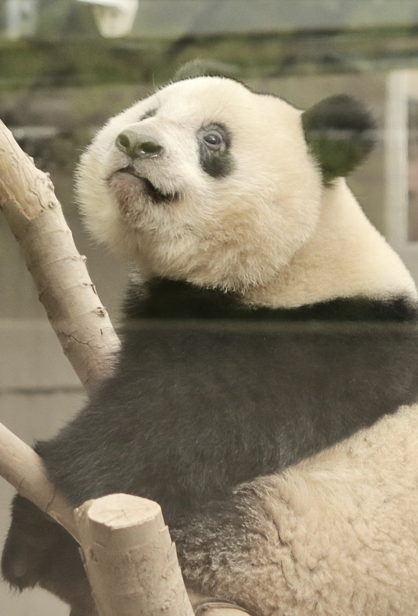 suika on Twitter: "#シャンシャン #ジャイアントパンダ #香香 #xiangxiang #中国ジャイアントパンダ保護研究センター雅安碧峰峡基地 #上野動物園 去年の7月写真 ...