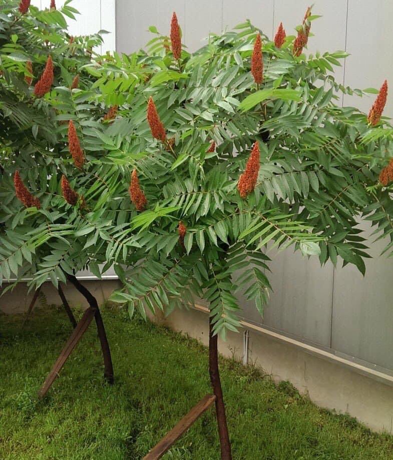 Majeed Ali on Twitter: "تحياتي ، موسم حصاد السُمّاق في السليمانية شمال العراق ، دائماً ما تحصل ...