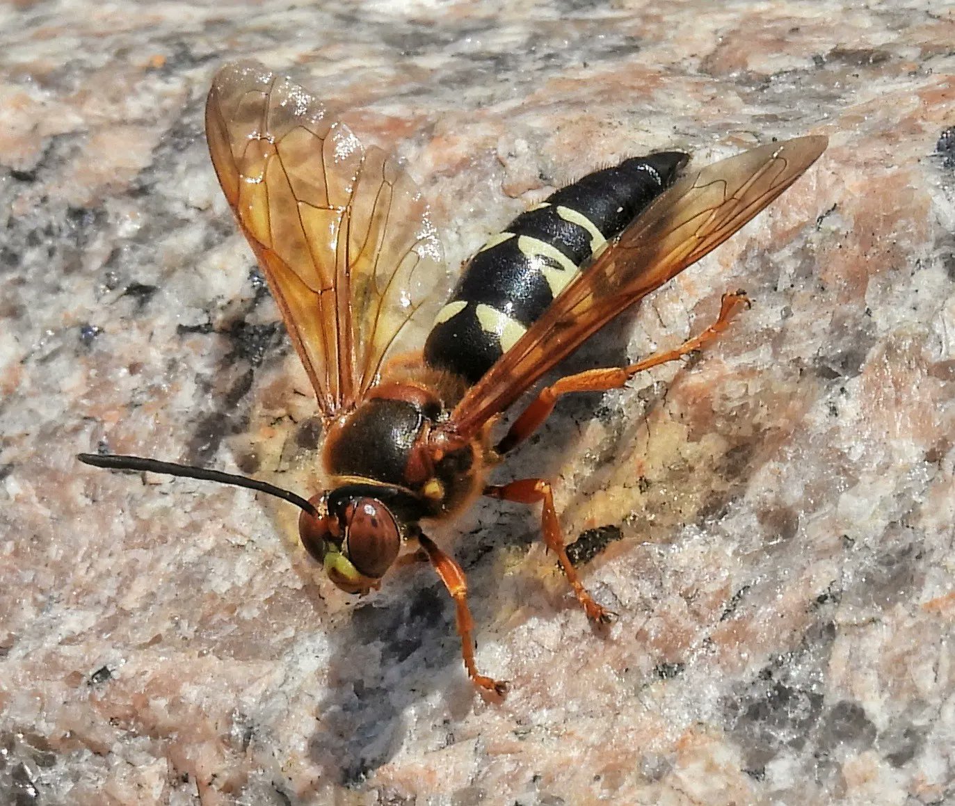 Cicada Hunter Wasp