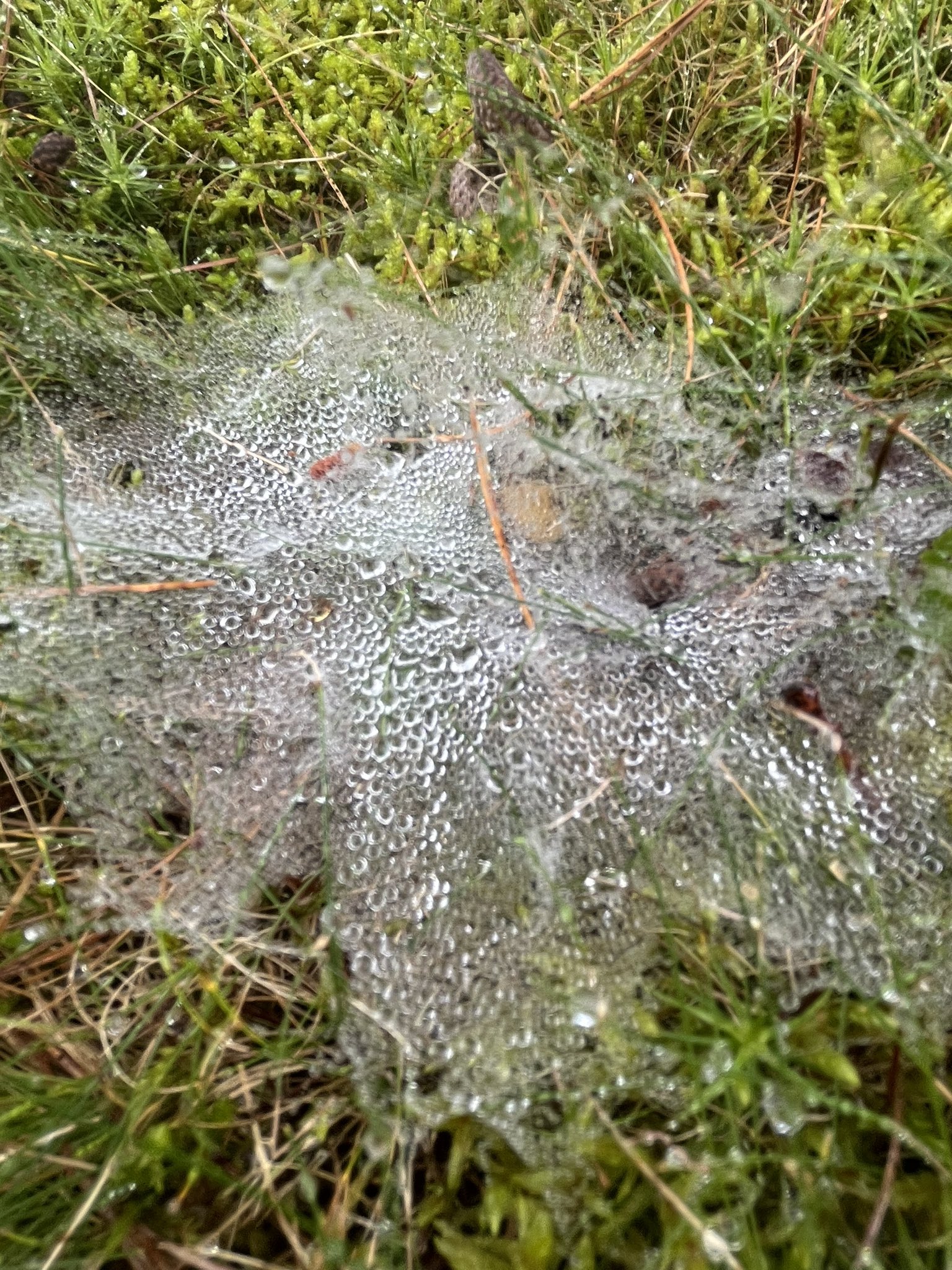 Dr. Phil Metzger on Twitter: "Hey Twitterverse: Does anybody know what critter makes these? A ...