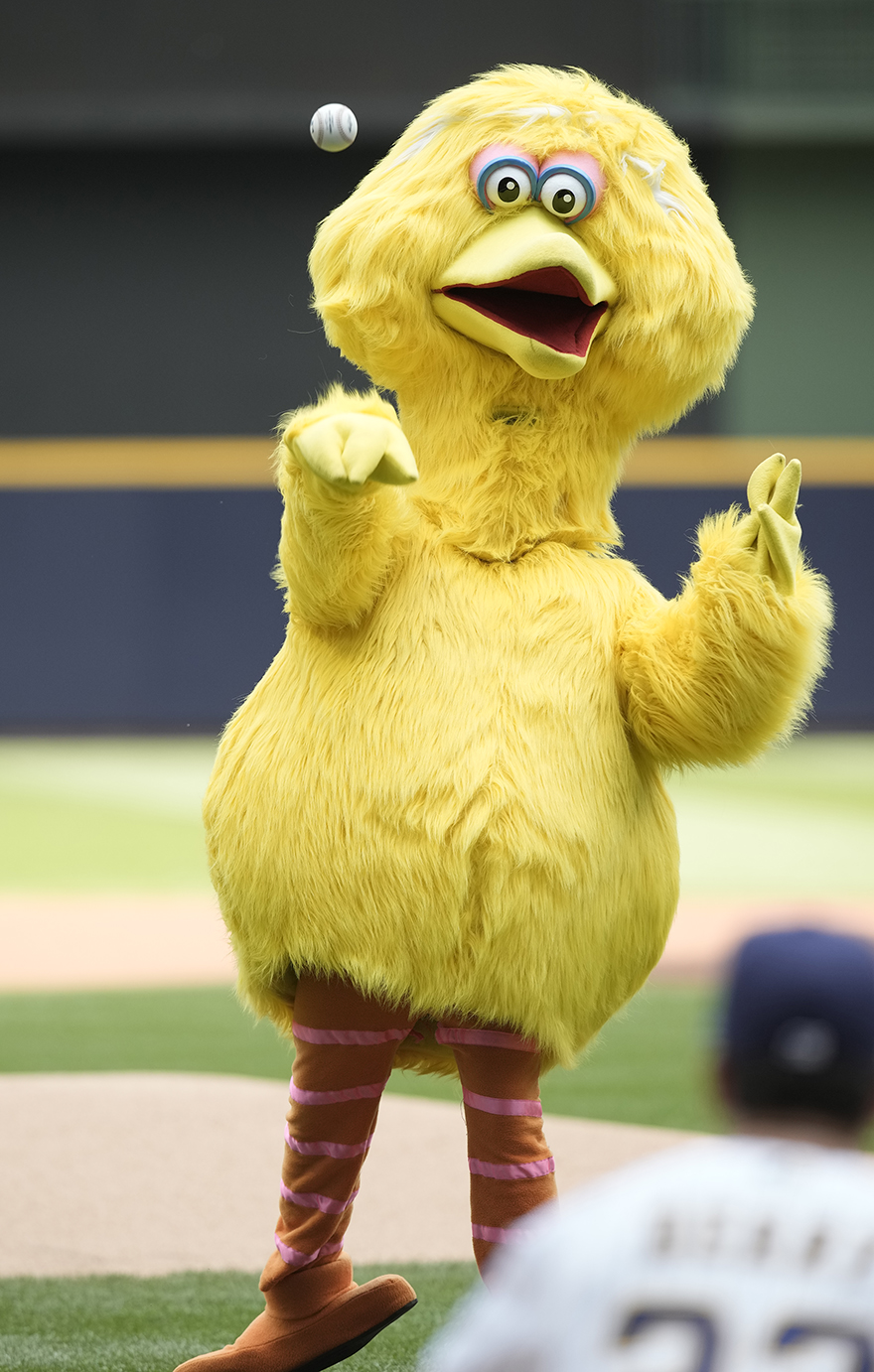 Pitches Bird
