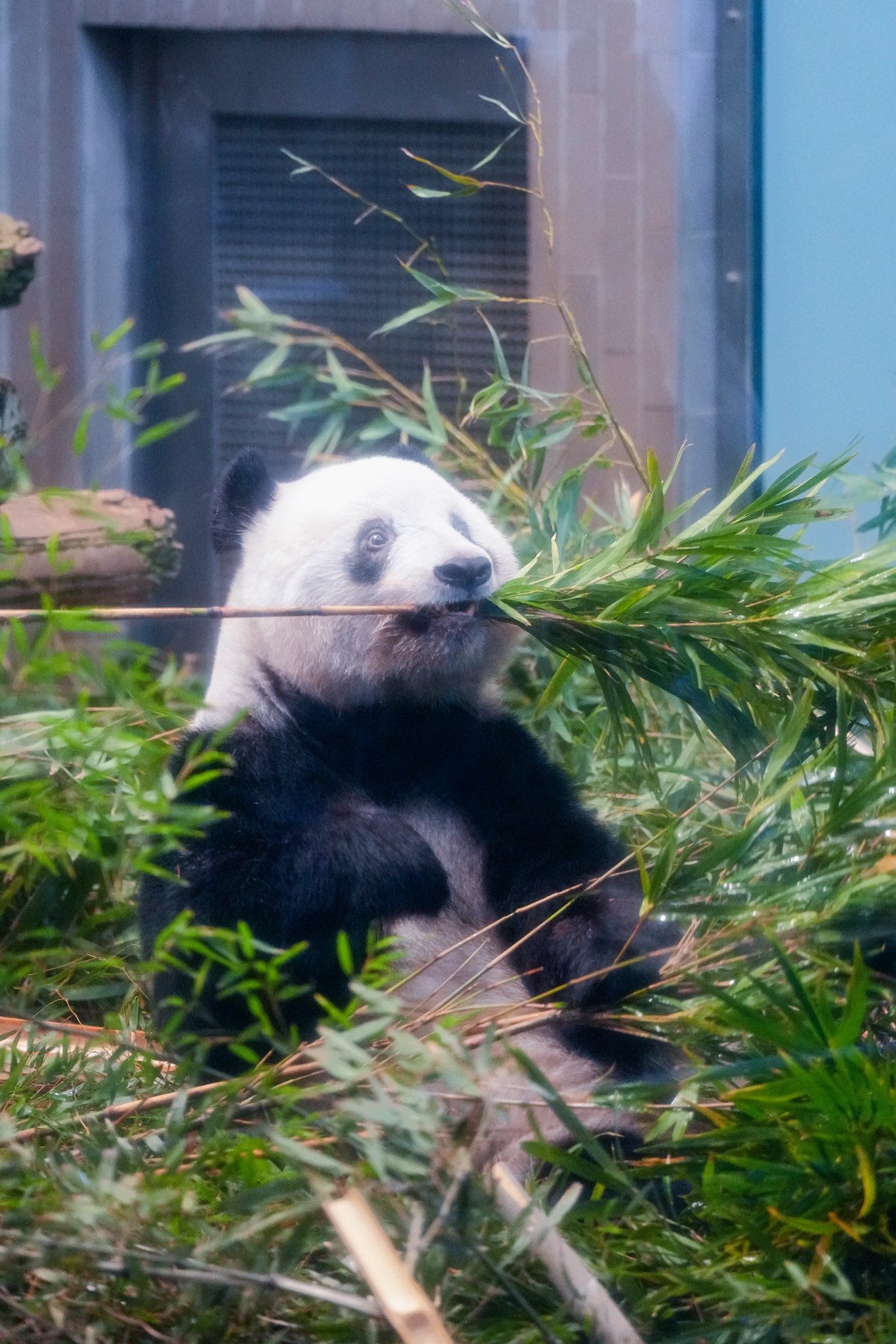 k.norifumi on Twitter: "2022.12.25.SUN ☀️ 室内4号室 ⁡ 稈のついた大きめに笹を口に咥え て食べる準備をしているシャンシ ャン。どことなく表情が ...