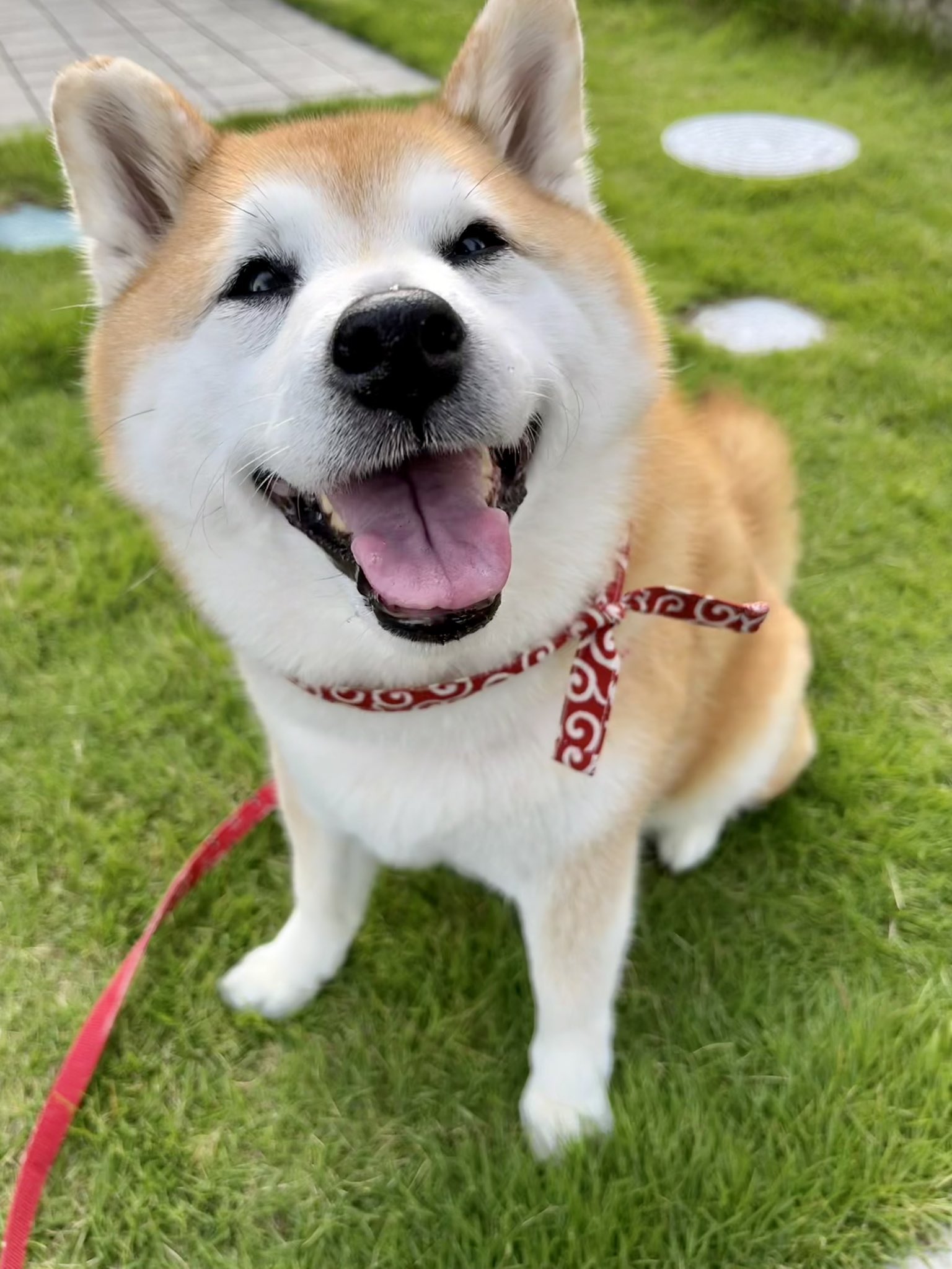 祥and柴犬のまるちゃん On Twitter 曇りだと思ったのに晴れちゃった `~ヾｱﾁ お水飲みましょワン J7f54aaoju Twitter 