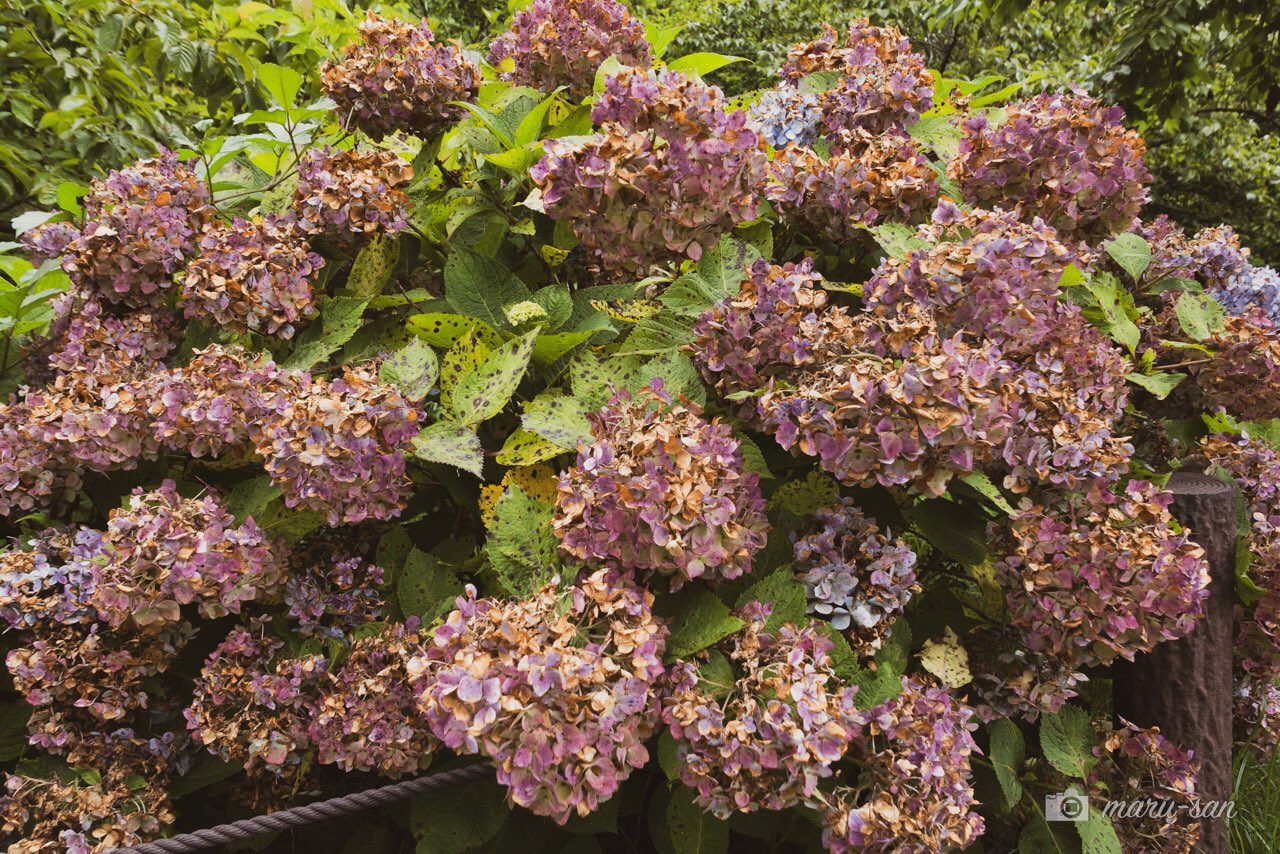 まる on Twitter: "出番を終え朽ちてく… #あじさい #はままつフラワーパーク #お写ん歩 #スナップショット #snapshot #ファインダー越しの世界 #写真好きな人と繋がり ...