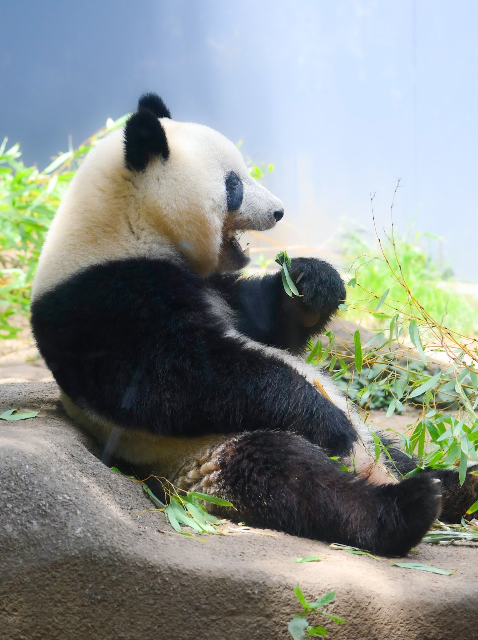 toraco on Twitter: "シャンちゃん🍎おはよう #シャンシャン #香香 #xiangxiang #ジャイアントパンダ #giantpanda https://t.co ...