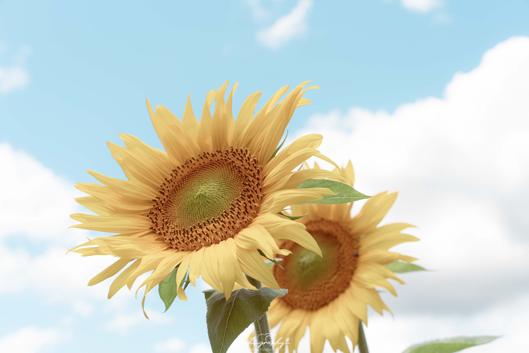 ichi_graphy on Twitter: "配色はこんな感じ。 https://t.co/28elhY5w5N" / Twitter