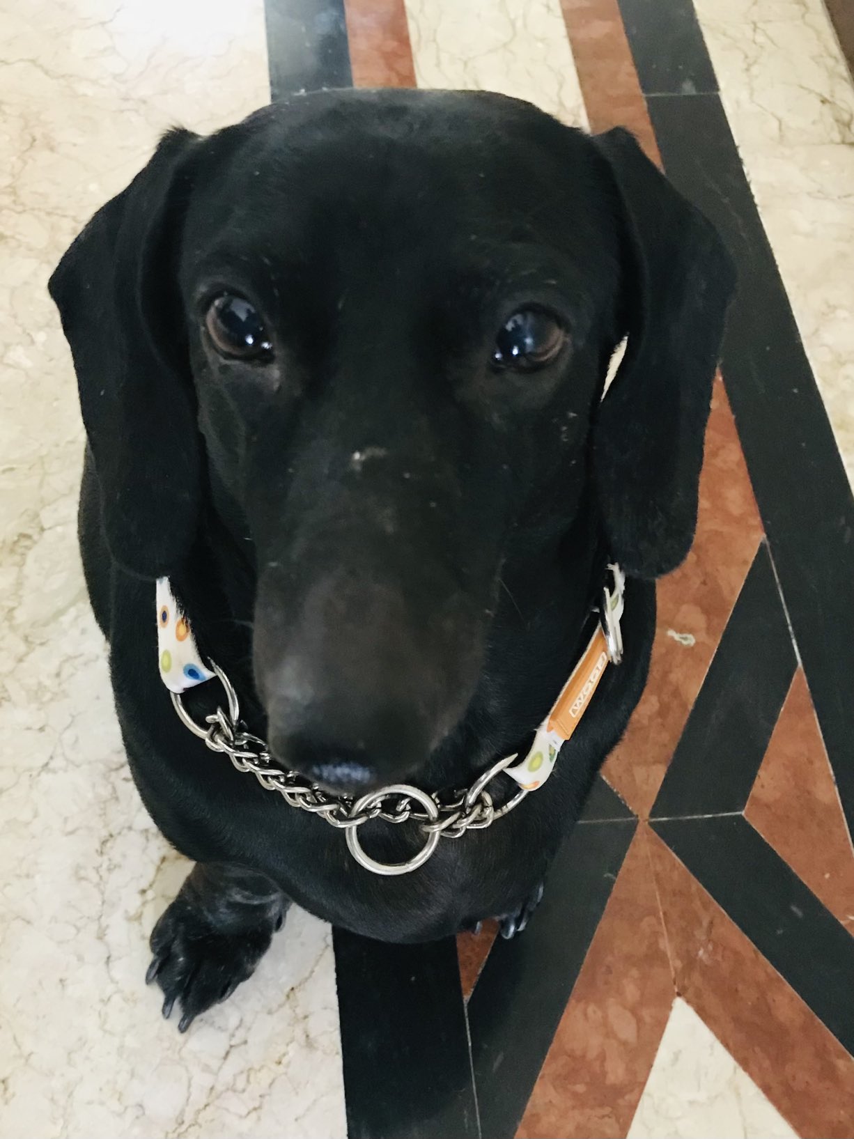 Black Lab Dachshund Mix