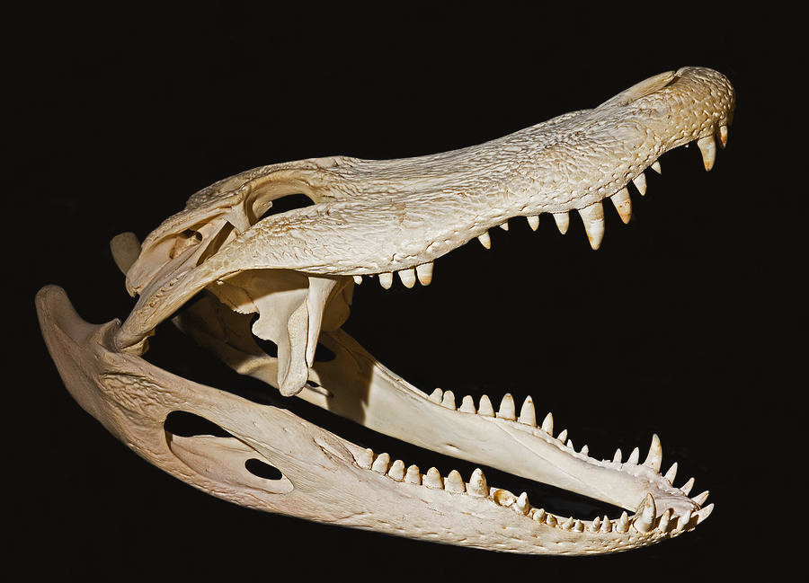 Deinosuchus Skeleton