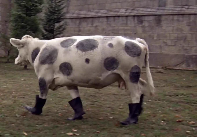 Stephen Gibbons on Twitter: "The Top 10 Movies featuring Cows: 10. Monty Python and the Holy ...