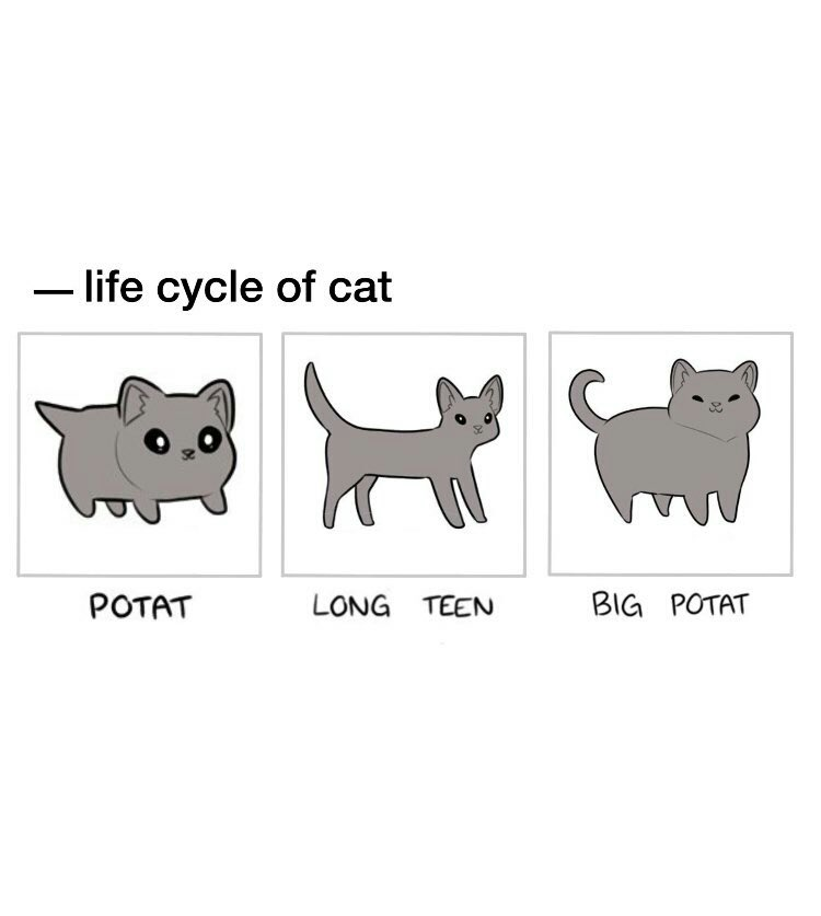 Cat Life Cycle Diagram