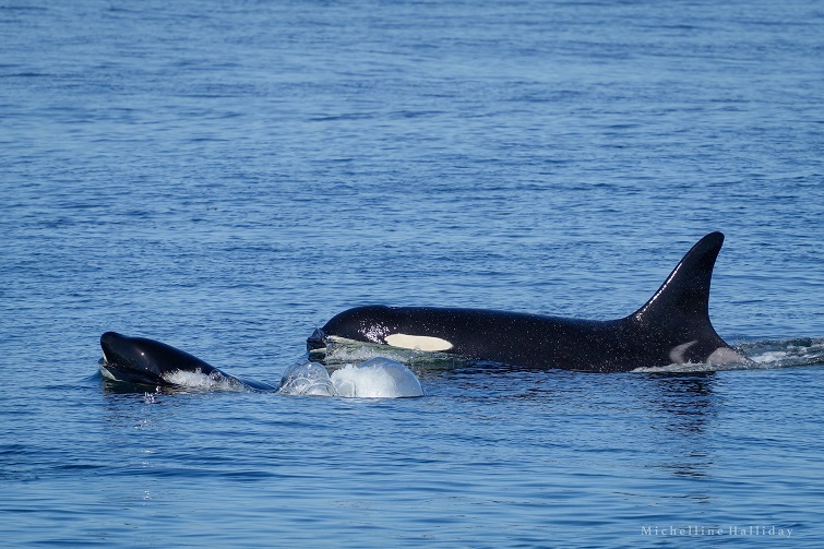 Orca Network on Twitter: "Orca Network's July 8, 2023 Whale Sighting Report: J pod & L12s inland ...