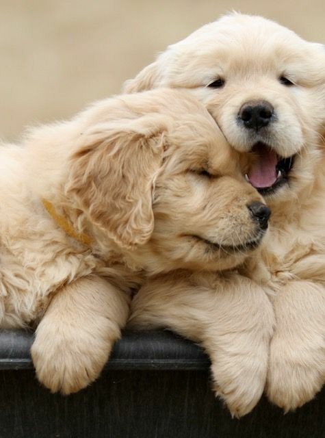 Cute Puppies Kissing