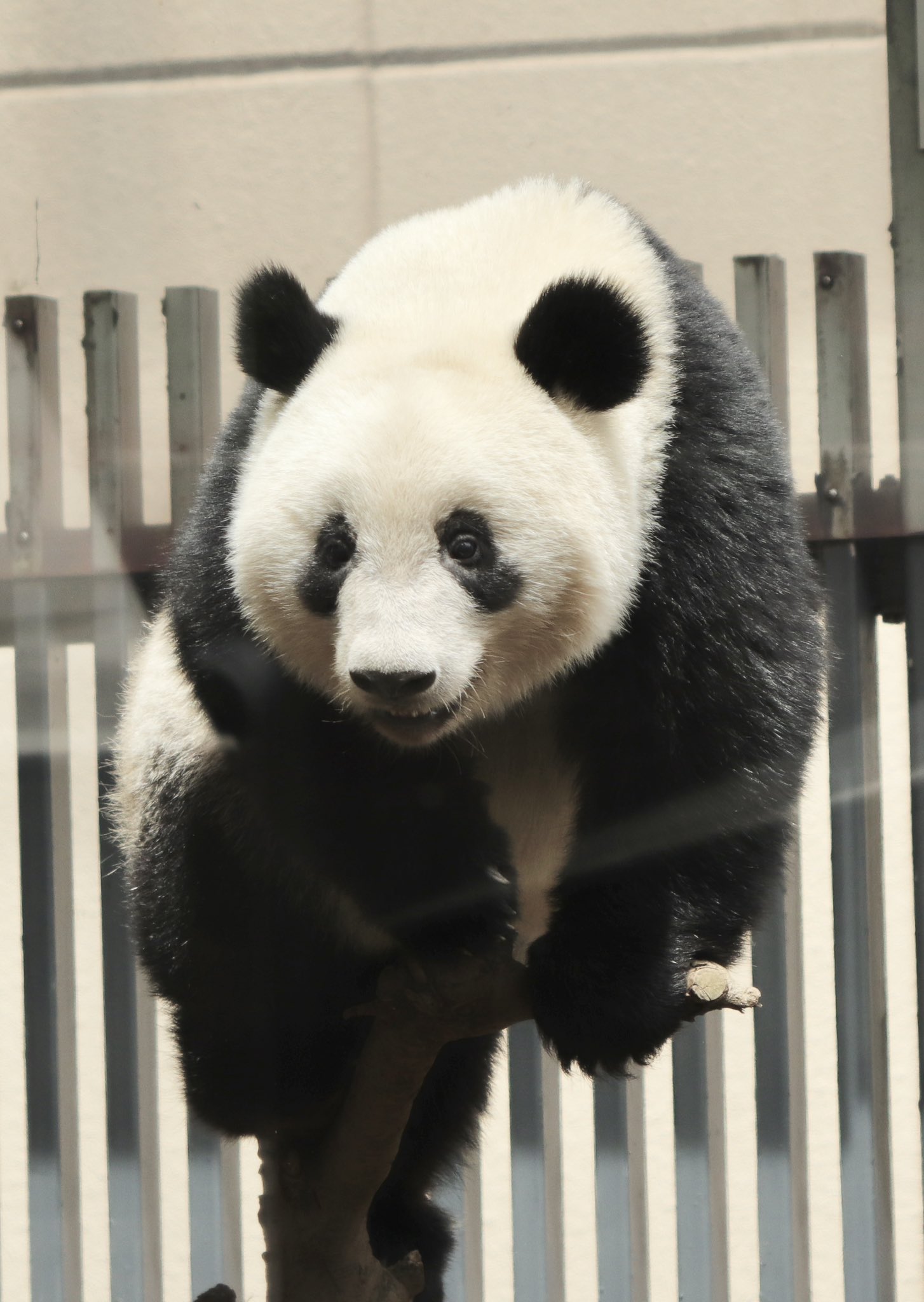 suika on Twitter: "#シャンシャン #ジャイアントパンダ #香香 #xiangxiang #中国ジャイアントパンダ保護研究センター雅安碧峰峡基地 #上野動物園 勝手にちび ...