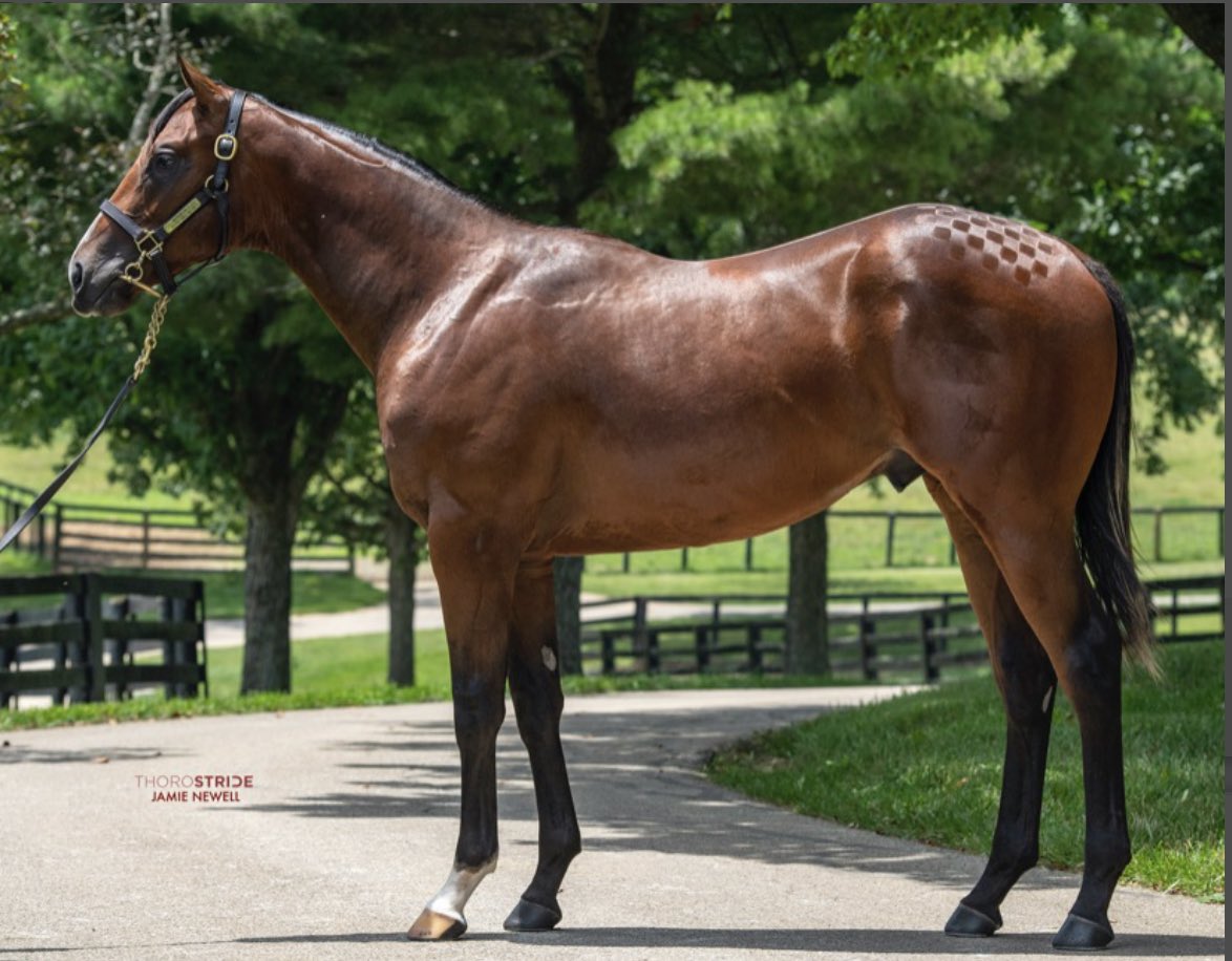 Justify👑 on Twitter: "@TaylorMadeSales Freshman sire #Improbable with three incredibly classy ...