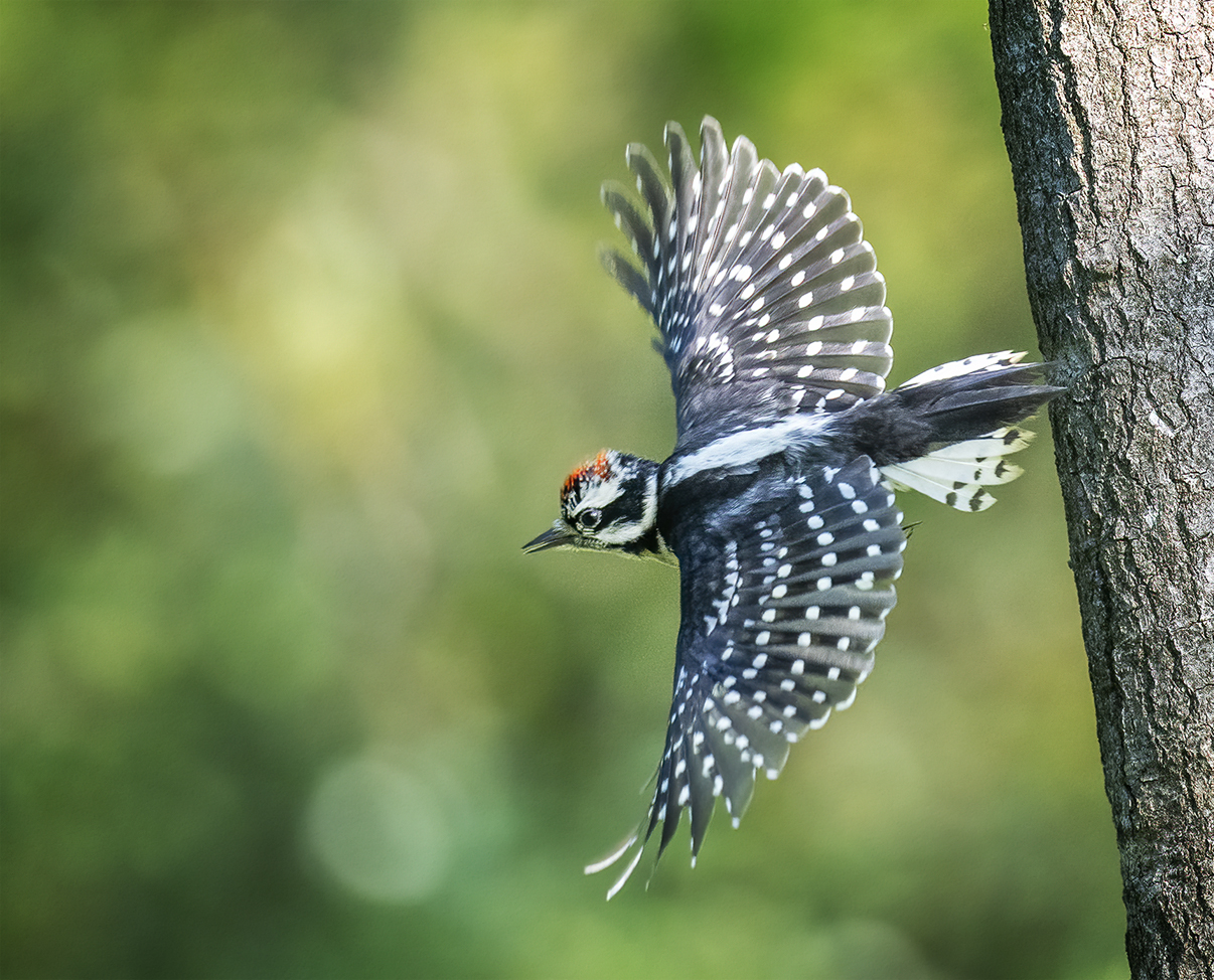 Downy Woodpecker Flying