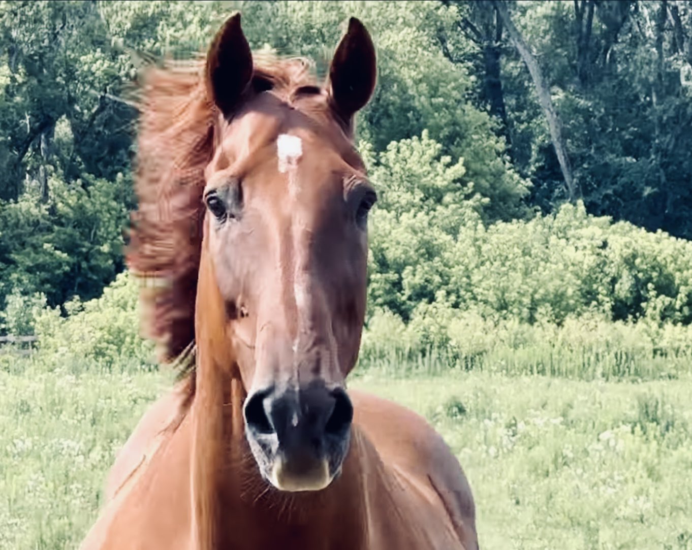 Unbridled Spirits Thoroughbred Retirement Ranch on Twitter: "A great horse will change your life ...