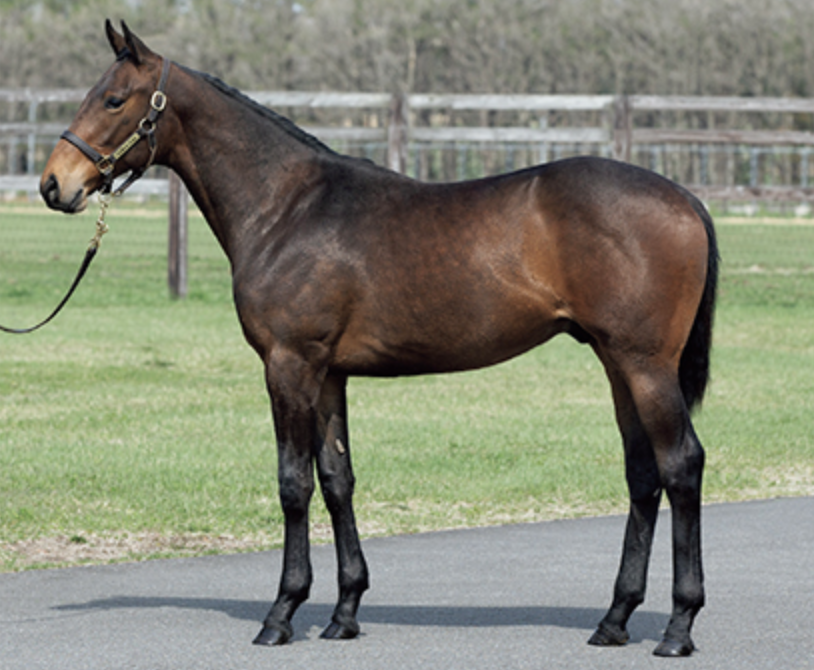 ANZ Bloodstock on Twitter: ANZ Bloodstock on Twitter: