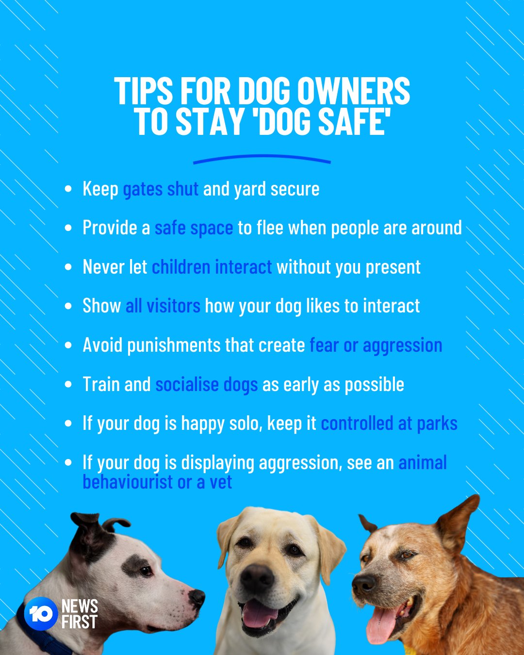 Why Do Dogs Put Their Face In Your Face