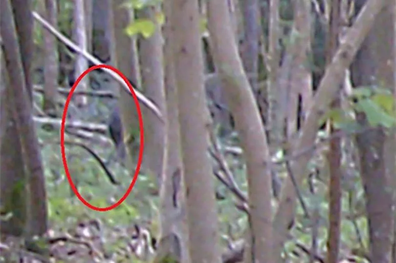 Scary Creatures Caught On Camera