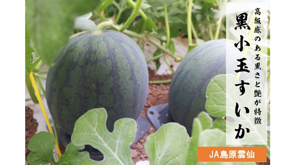 JAcom農業協同組合新聞 on Twitter: "長崎県JA島原雲仙の「黒小玉スイカ」数量限定で販売中 JAタウン｜JAcom 農業協同組合新聞 https://t.co ...
