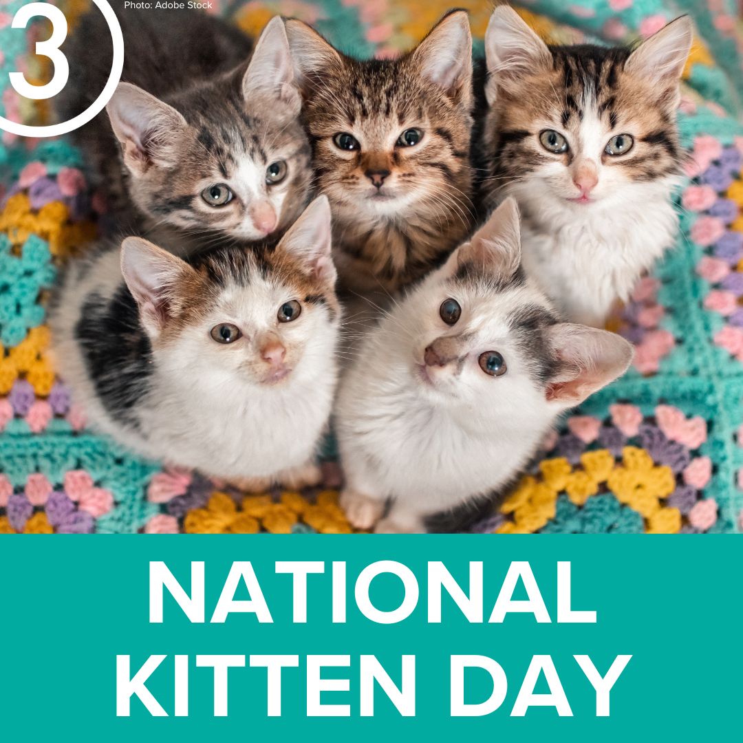 Happy Thursday Kitten