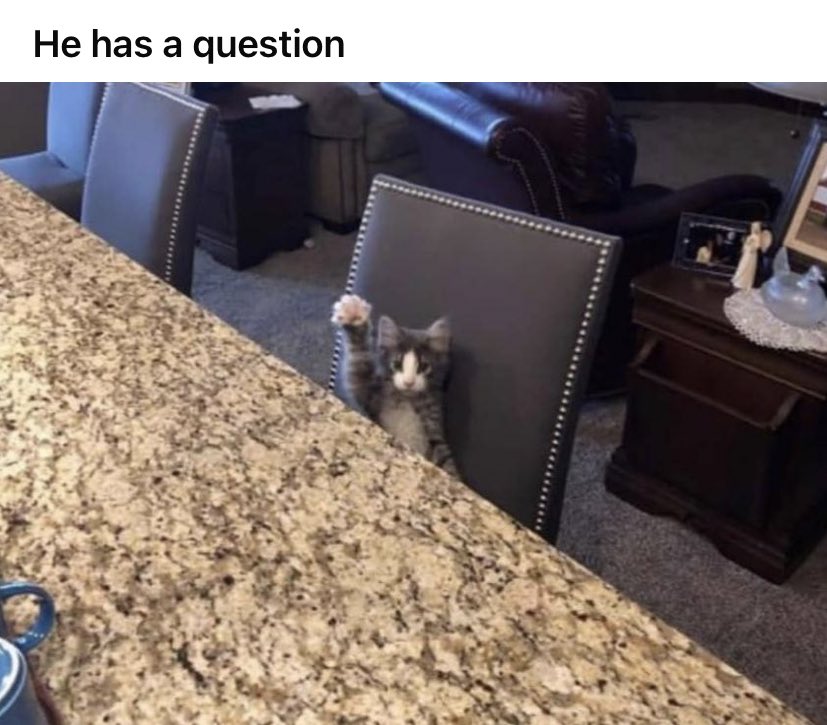 I Have A Question Cat