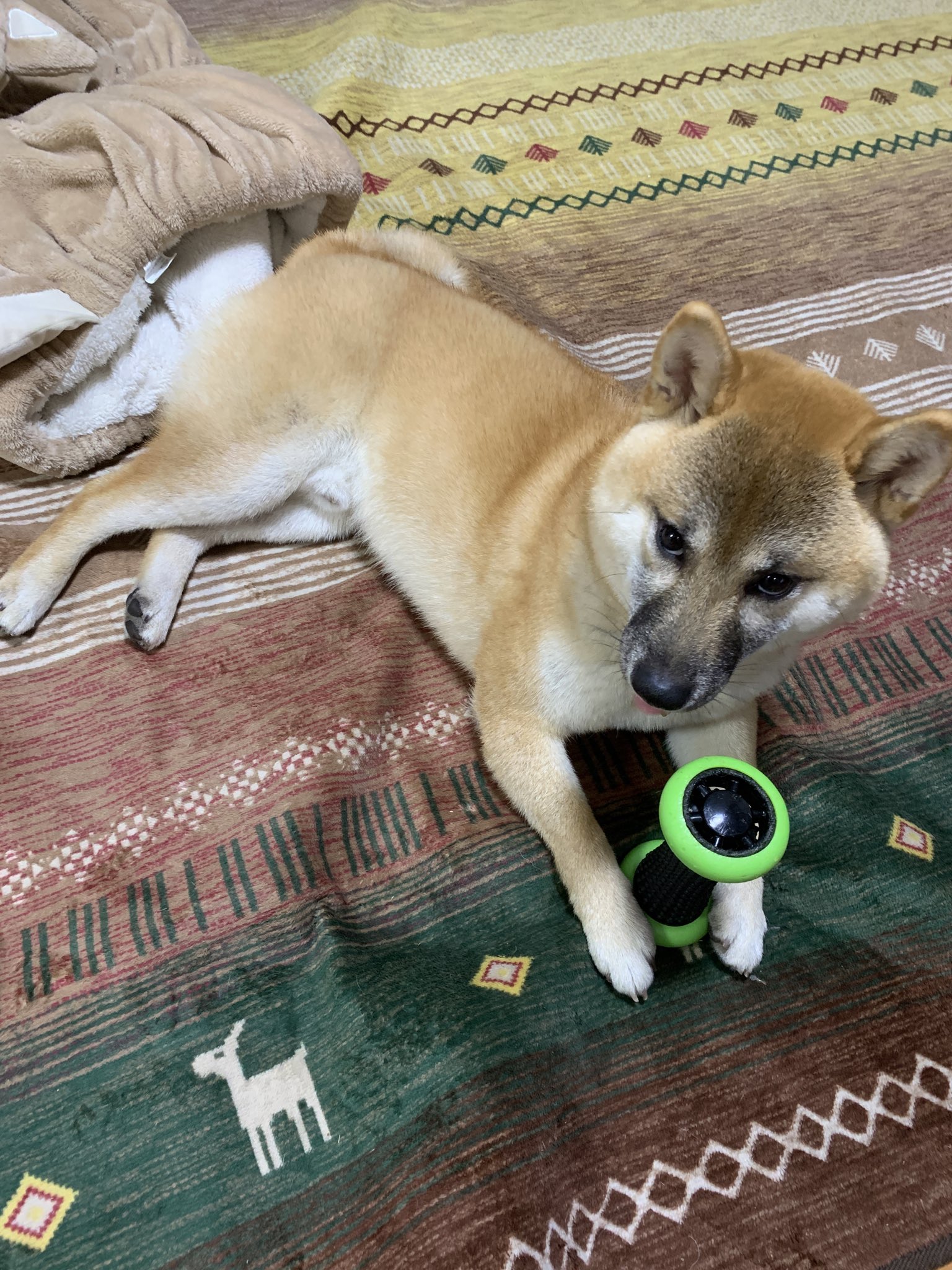 oimo_0141 on Twitter: "おはわん🌄 足裏ツボ押しがロキのオモチャになっちゃったよ🐶ギュギュ鳴らしながら噛んでるの🦷ﾎﾞｸﾉ #柴犬との暮らし #柴犬のいる幸せ #あじわい ...