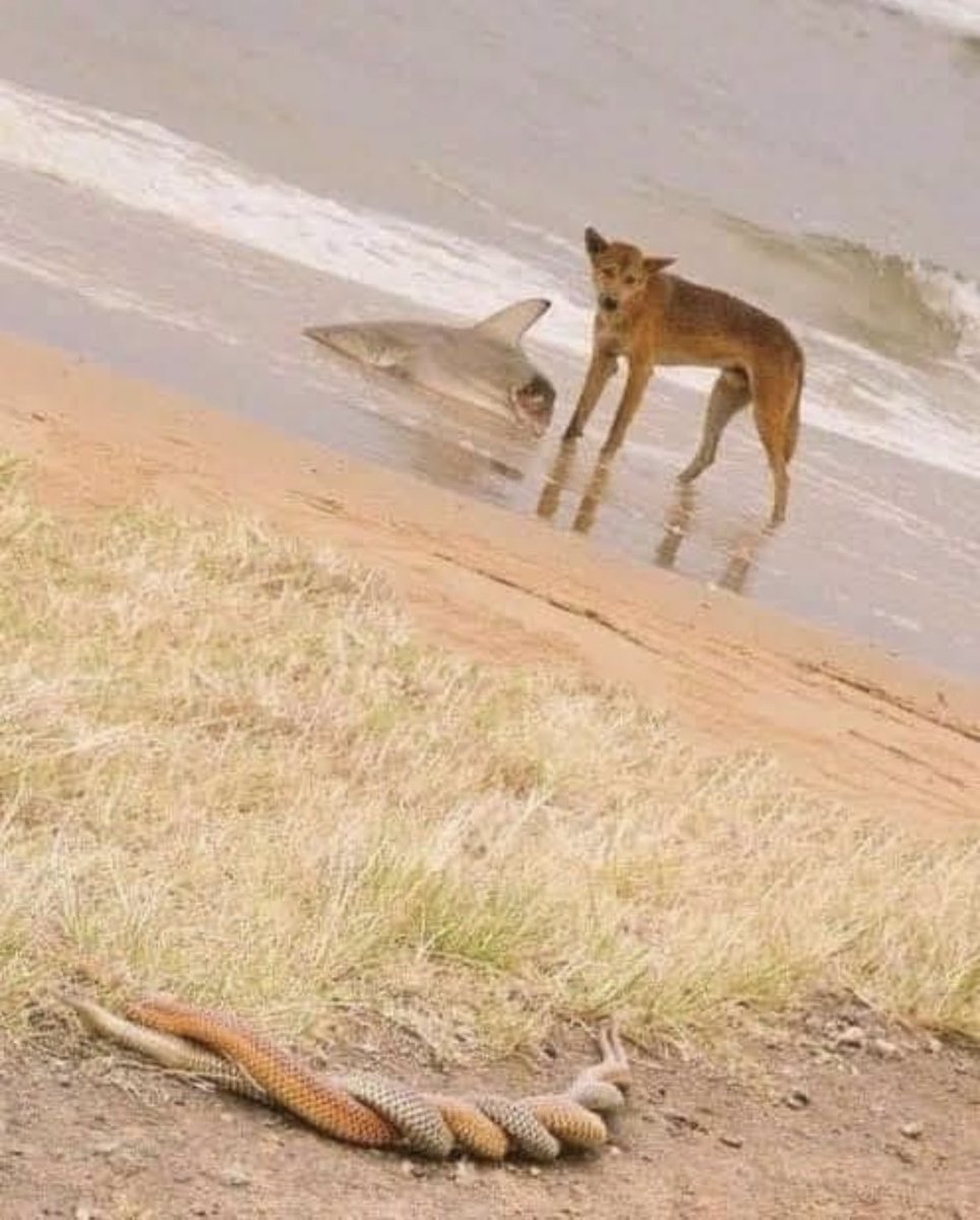 Dingo Eating Shark Social Media Influencer Slammed For Patting Dingo