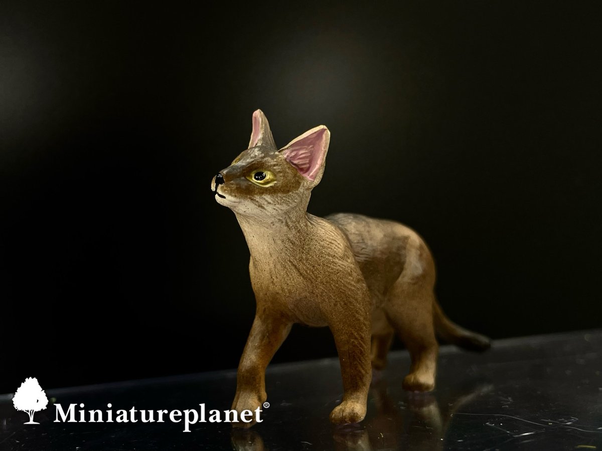 ミニチュアプラネット公式アカウント on Twitter: "☀️こんにちは☀️ 今日は #アビシニアン を紹介します。 運動神経が良く遊び好きです。 高い所からジャンプしたりいたずらなども ...
