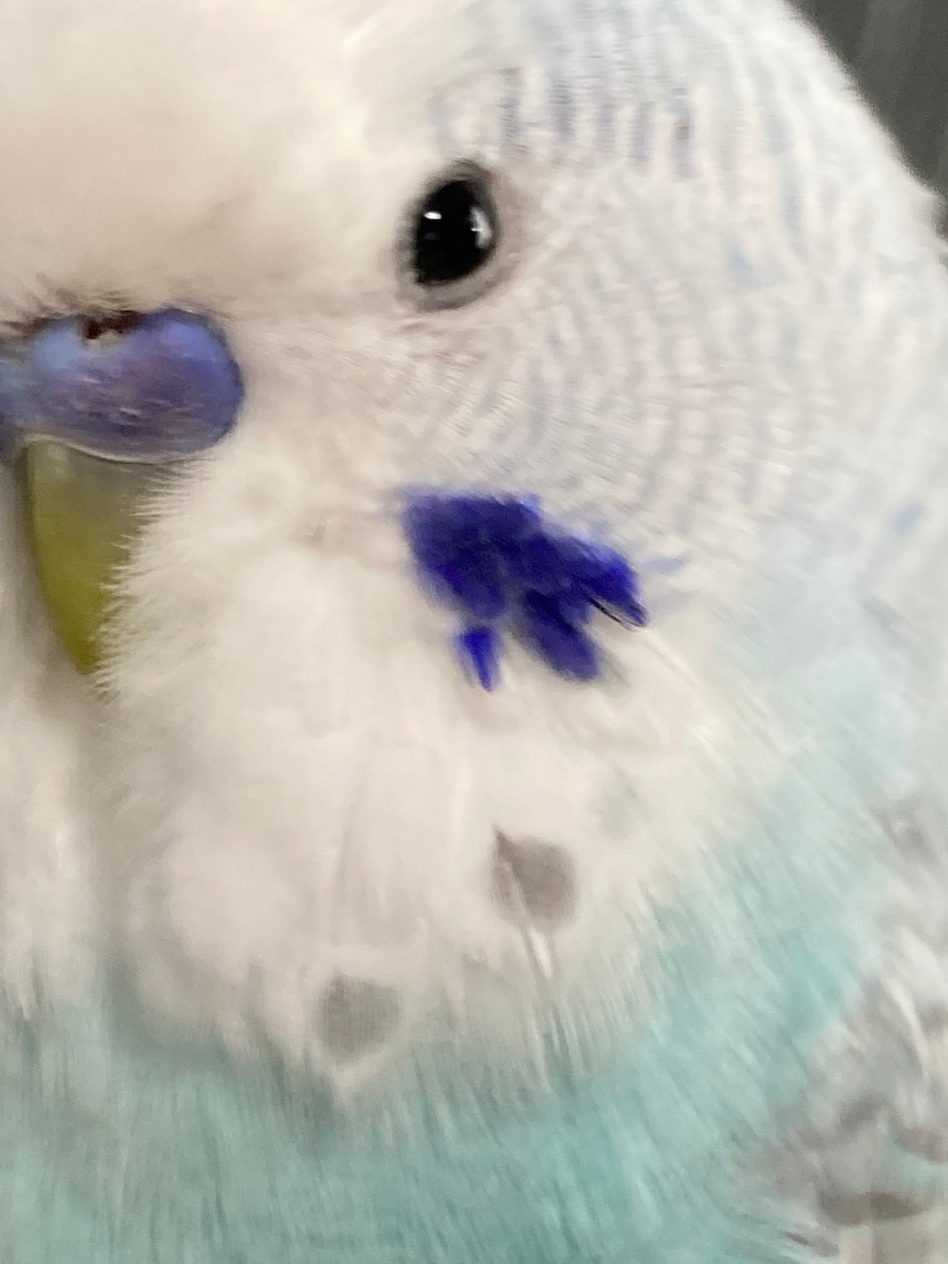 エイリゾ@C102/1日目（8月12日土曜）東2ﾎｰﾙS-07a on Twitter: "#日刊剛毛 https://t.co/CFBkIRD4Rs" / Twitter