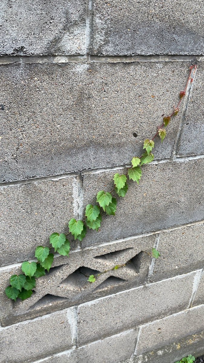 𝕟𝕪𝕠𝕣𝕠𝕣𝕠(@nyororo) - Twilog