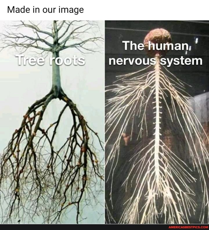 The Great "Trees" in the Body of Man🧵 Manly P. Hall said, "There are ...