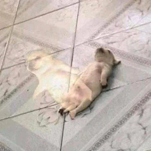 Pug Playing Dead