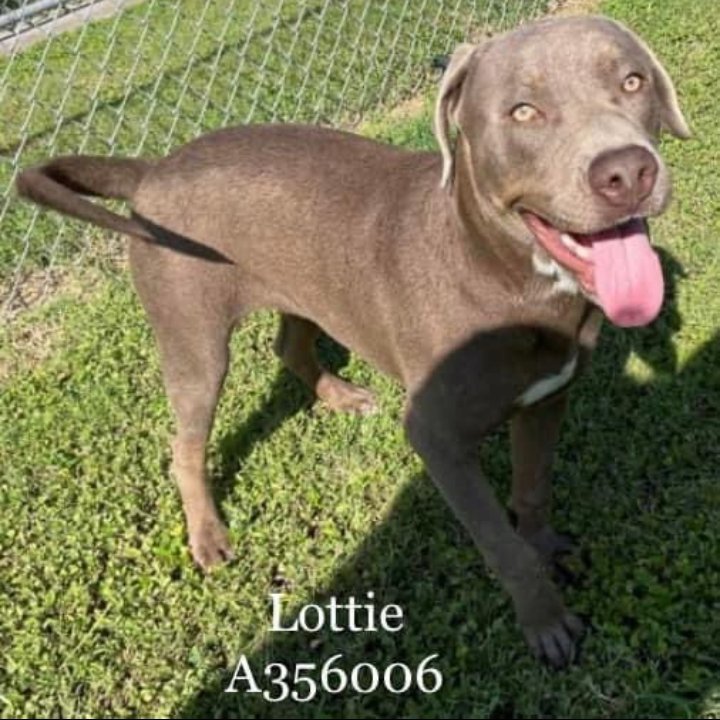Weimaraner Lab Pit Mix